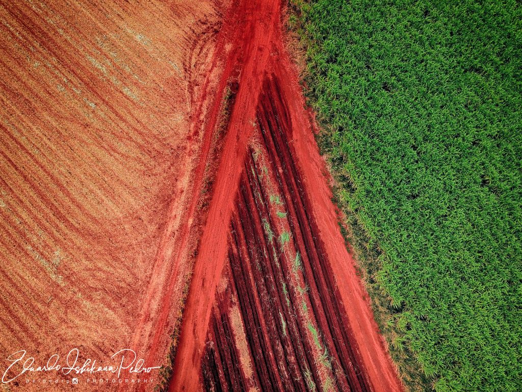 Reeds Colour Contrasts @ Cravinhos (SP) Brazil - Drone Photography