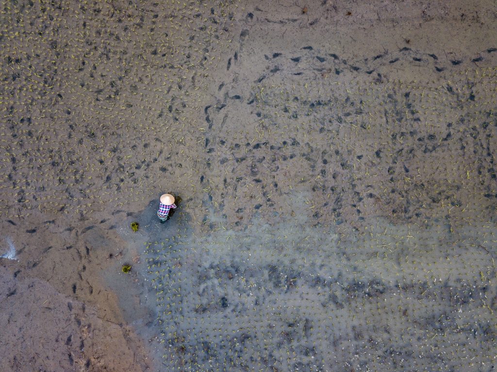 Rice Planting - Drone Photography